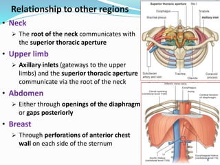 Anatomy thorax | PPTX