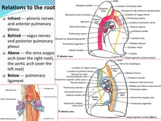 Anatomy thorax | PPTX