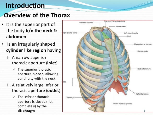 Anatomy thorax
