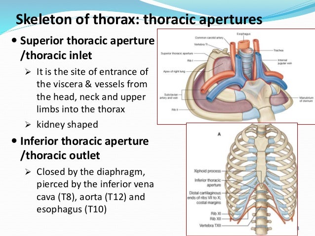 Anatomy thorax