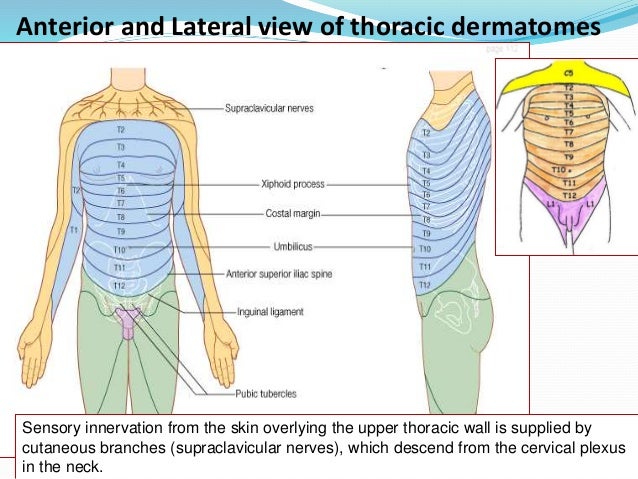 Thoracic Anatomy Definition