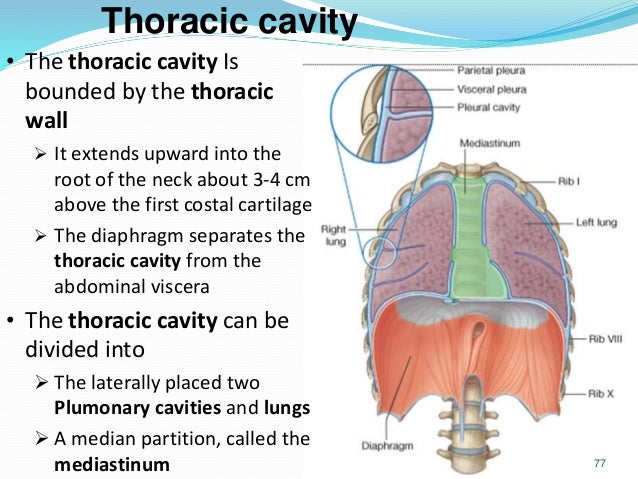 Anatomy thorax