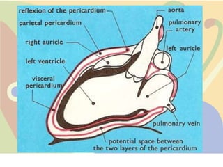 The pericardium and the pericardial sinuses | PPTX