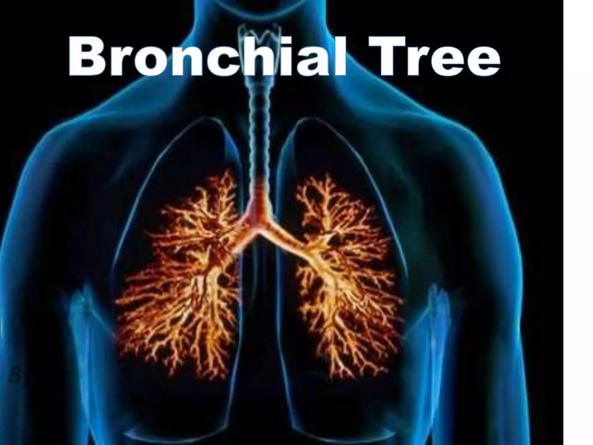 Anatomy trachea & bronchi l4 dr kandil | PPT