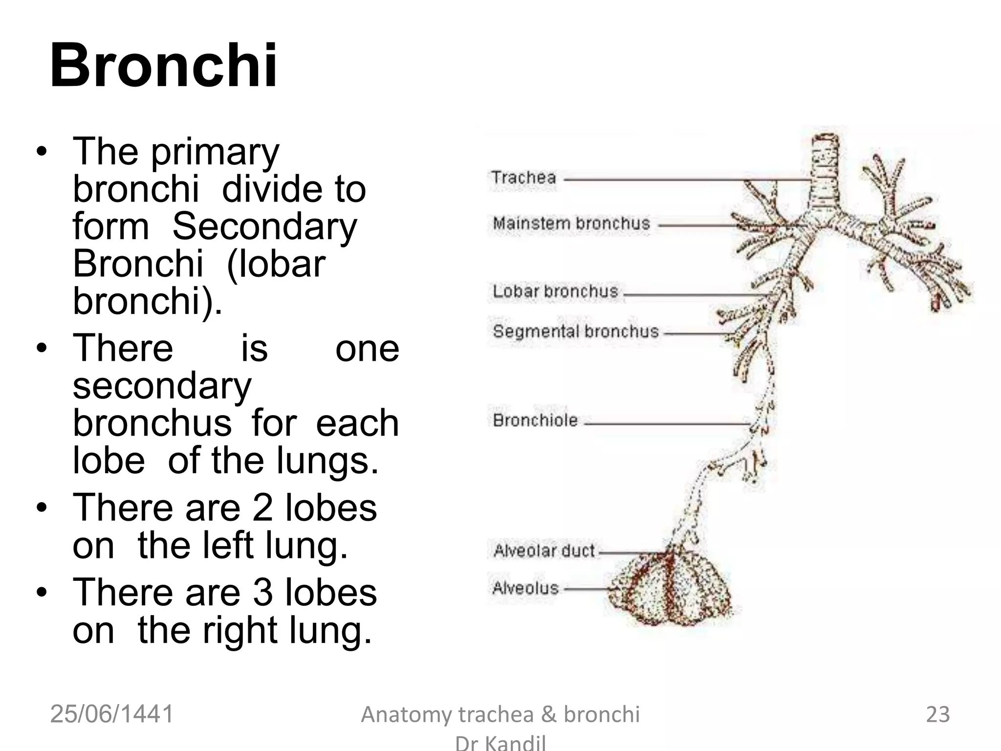Anatomy trachea & bronchi l4 dr kandil | PPT