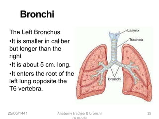 Anatomy trachea & bronchi l4 dr kandil | PPT