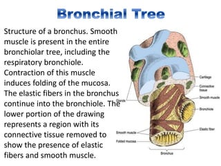 Anatomy trachea & bronchi l4 dr kandil | PPT
