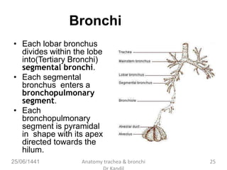 Anatomy trachea & bronchi l4 dr kandil | PPT