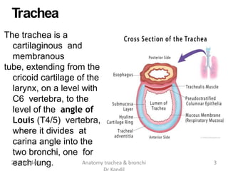 Anatomy trachea & bronchi l4 dr kandil | PPT