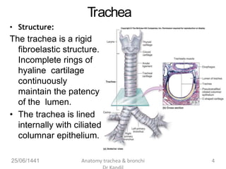 Anatomy trachea & bronchi l4 dr kandil | PPT