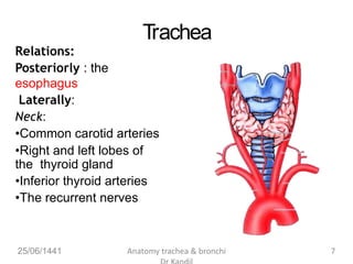 Anatomy trachea & bronchi l4 dr kandil | PPT