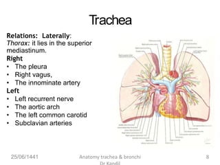 Anatomy trachea & bronchi l4 dr kandil | PPT
