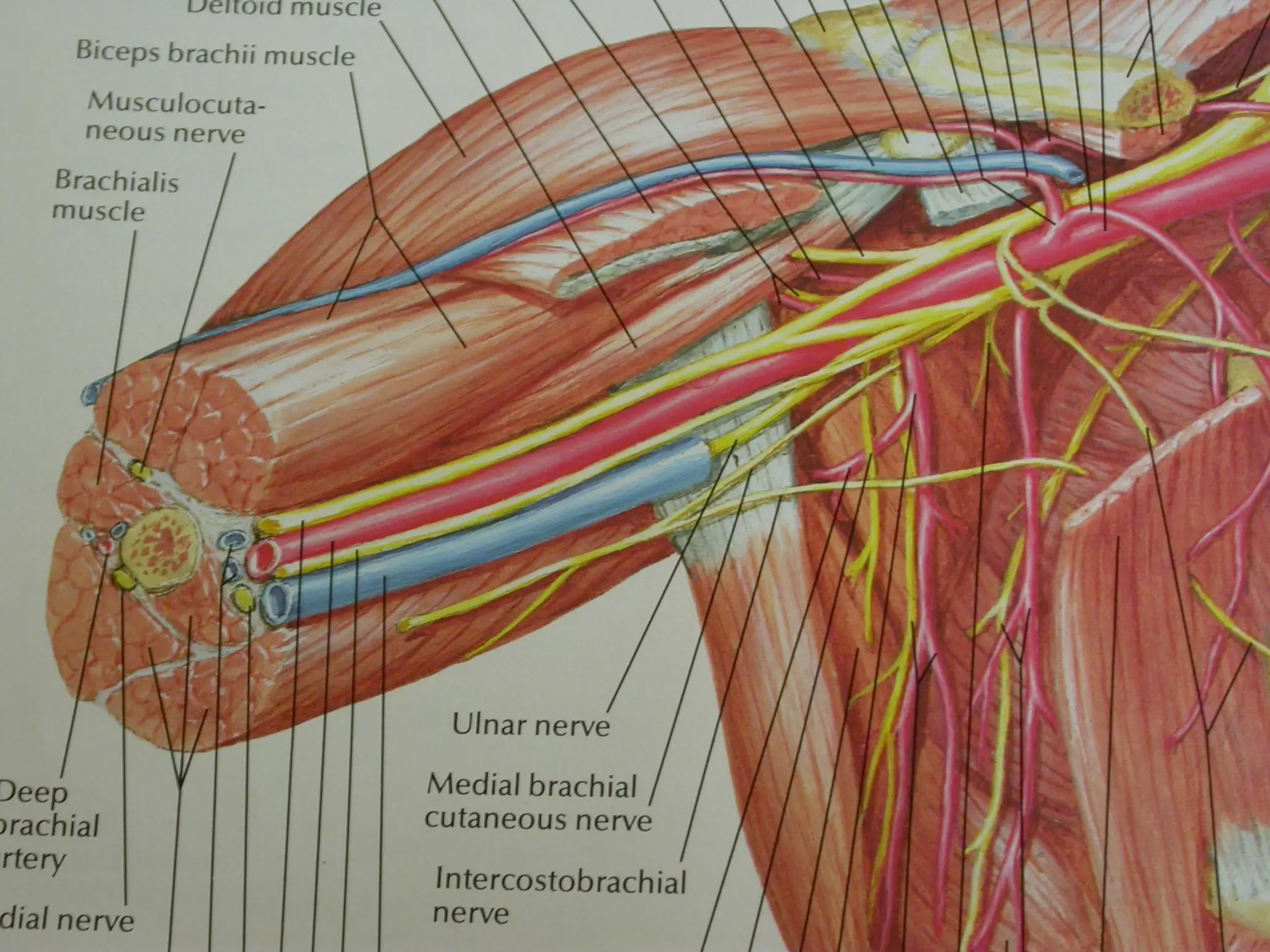 Anatomy ulnar nerve | PPT