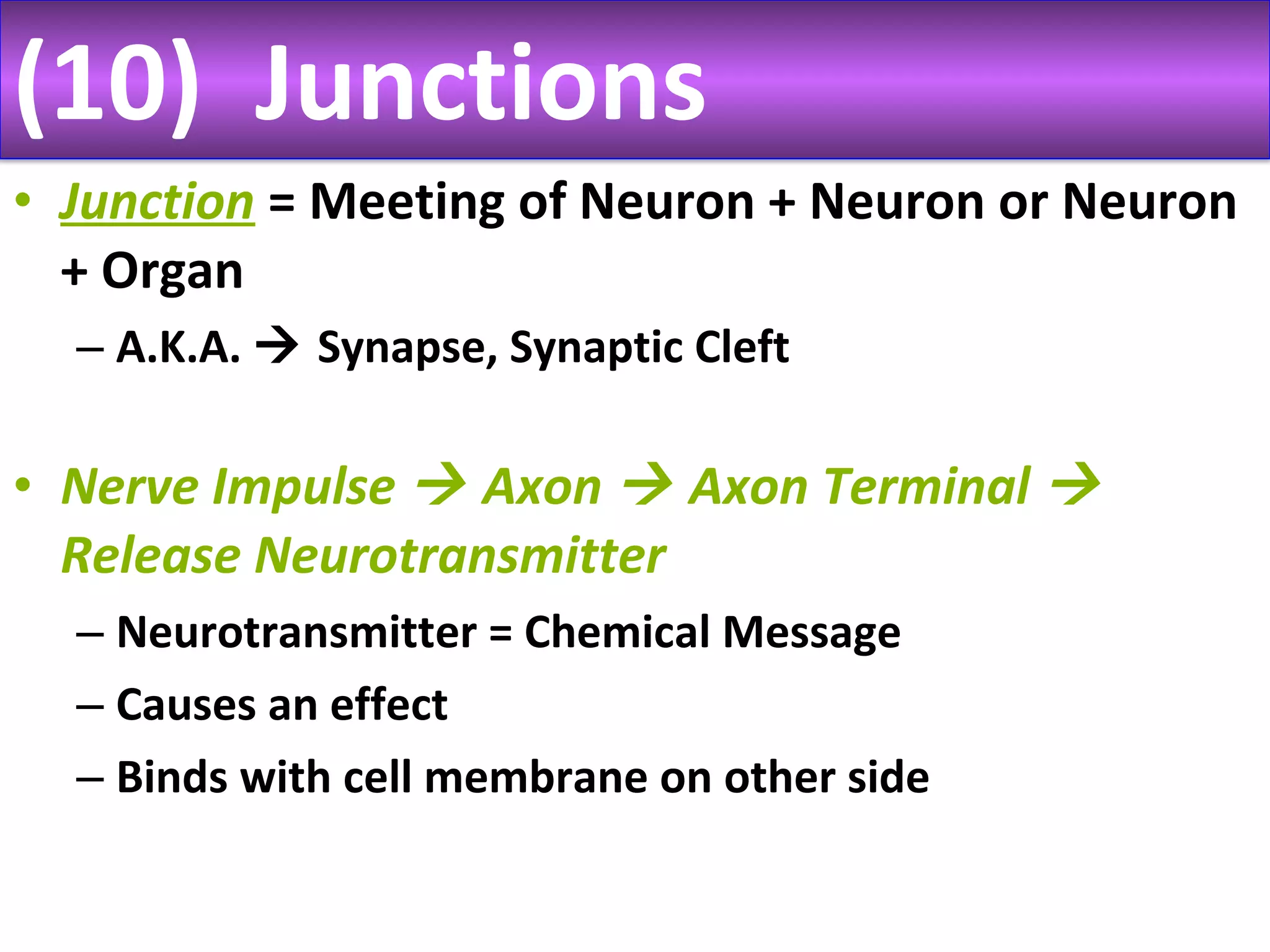 Anatomy Unit 1 Notes: Cells & Organization | PPT