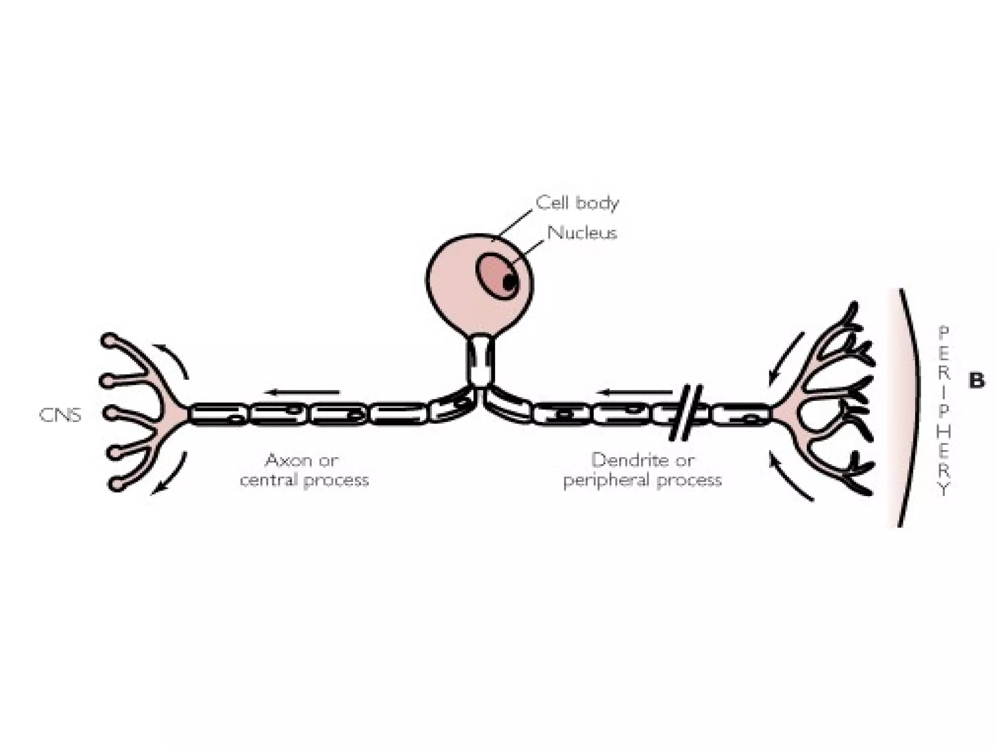 Anatomy Unit 1 Notes: Cells & Organization | PPT