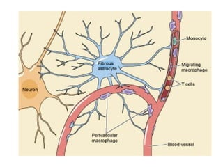 Anatomy Unit 1 Notes: Cells & Organization | PPT