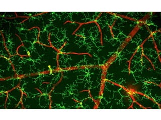 Anatomy Unit 1 Notes: Cells & Organization | PPT
