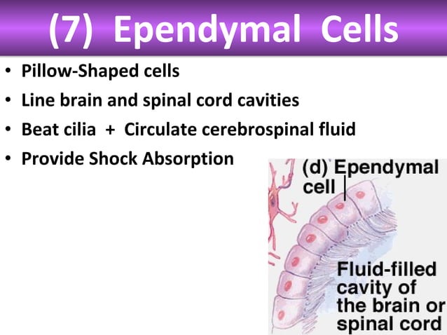 Anatomy Unit 1 Notes: Cells & Organization | PPT