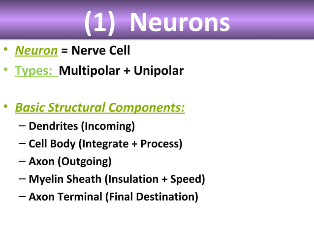 Anatomy Unit 1 Notes: Cells & Organization | PPT