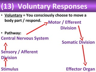 Anatomy Unit 1 Notes: Cells & Organization | PPT
