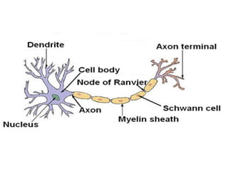 Anatomy Unit 1 Notes: Cells & Organization | PPT