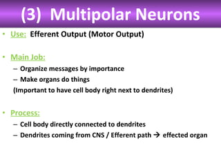Anatomy Unit 1 Notes: Cells & Organization | PPT