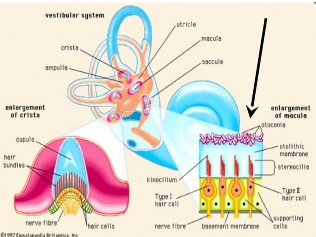 Anatomy Unit 1 Notes: Hearing & Equilibrium | PPT