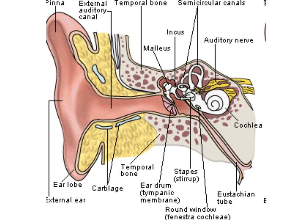 Anatomy Unit 1 Notes: Hearing & Equilibrium