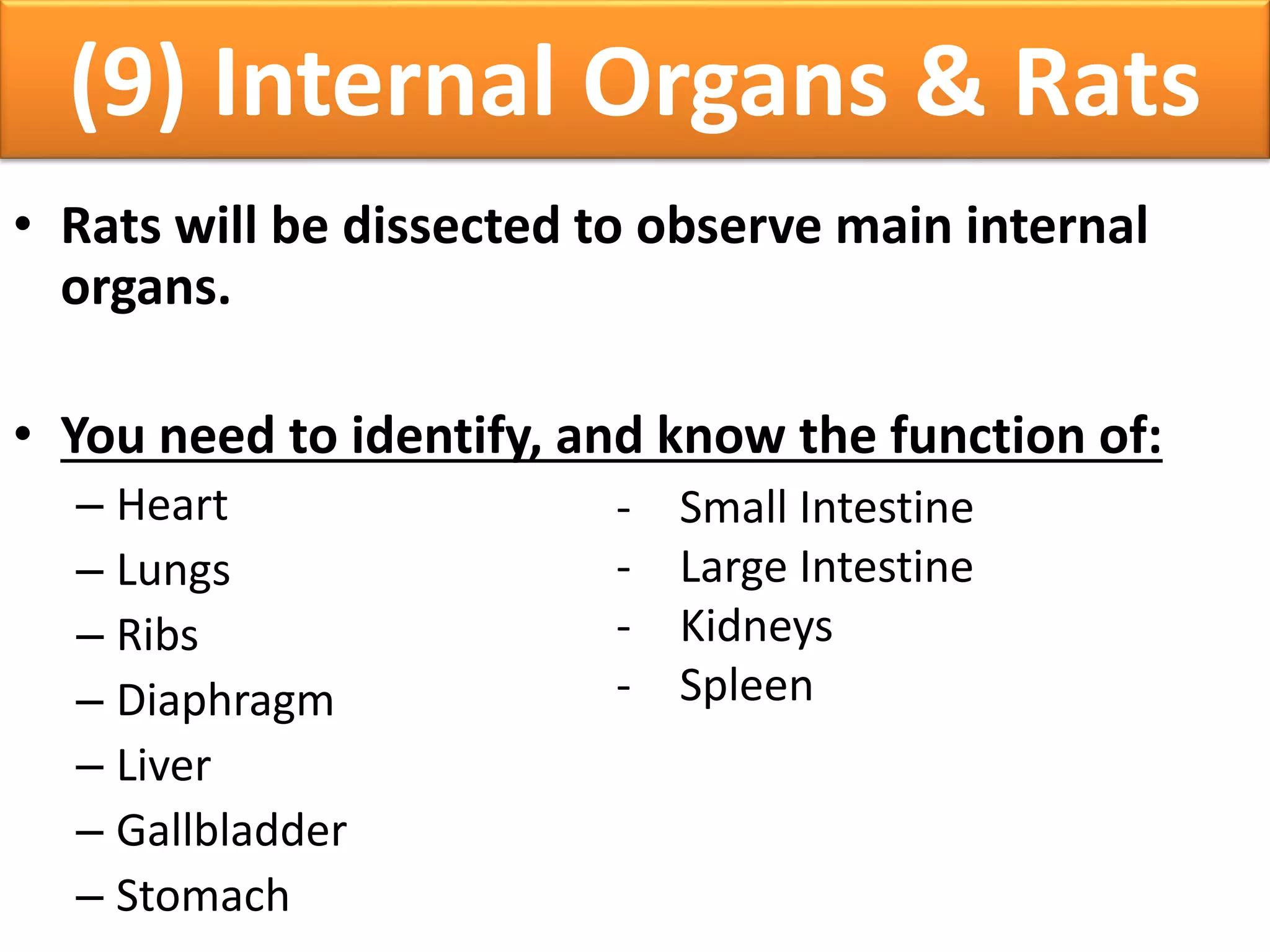 Anatomy Unit 1 Notes: Living Organization & Rats | PPTX