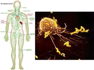 Anatomy Unit 1 Notes: Living Organization & Rats | PPTX | Reproductive ...