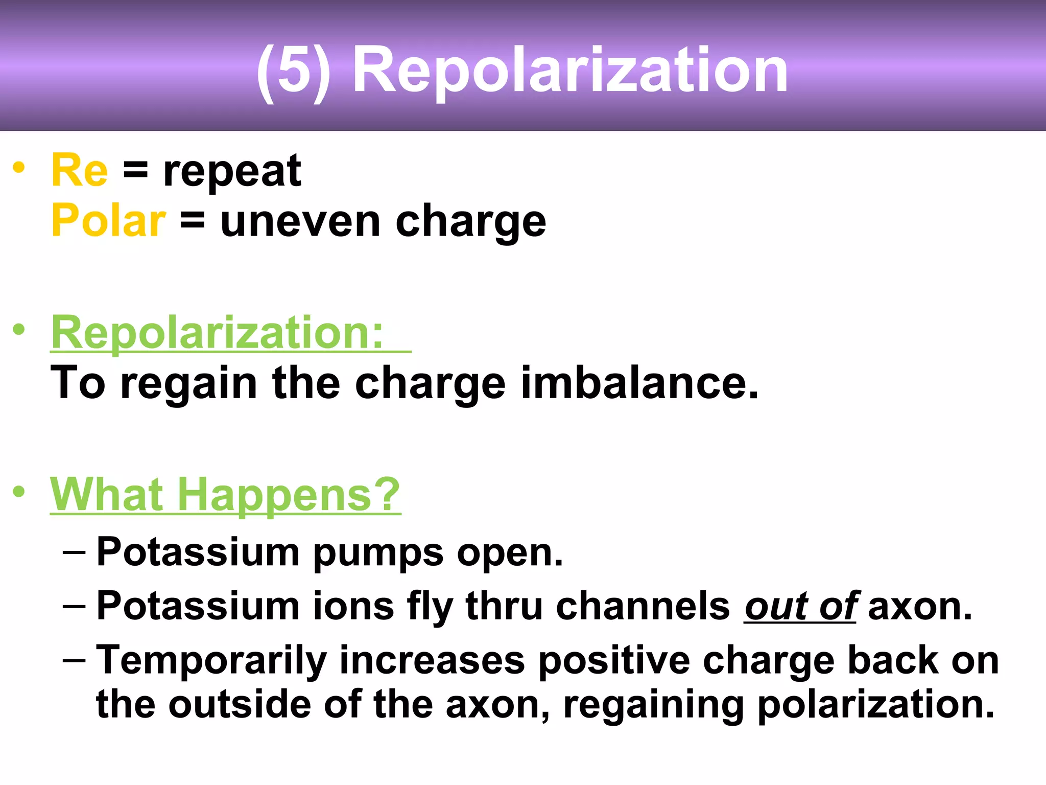 Anatomy Unit 1 Notes: Nerve Impulses & Reflexes | PPT