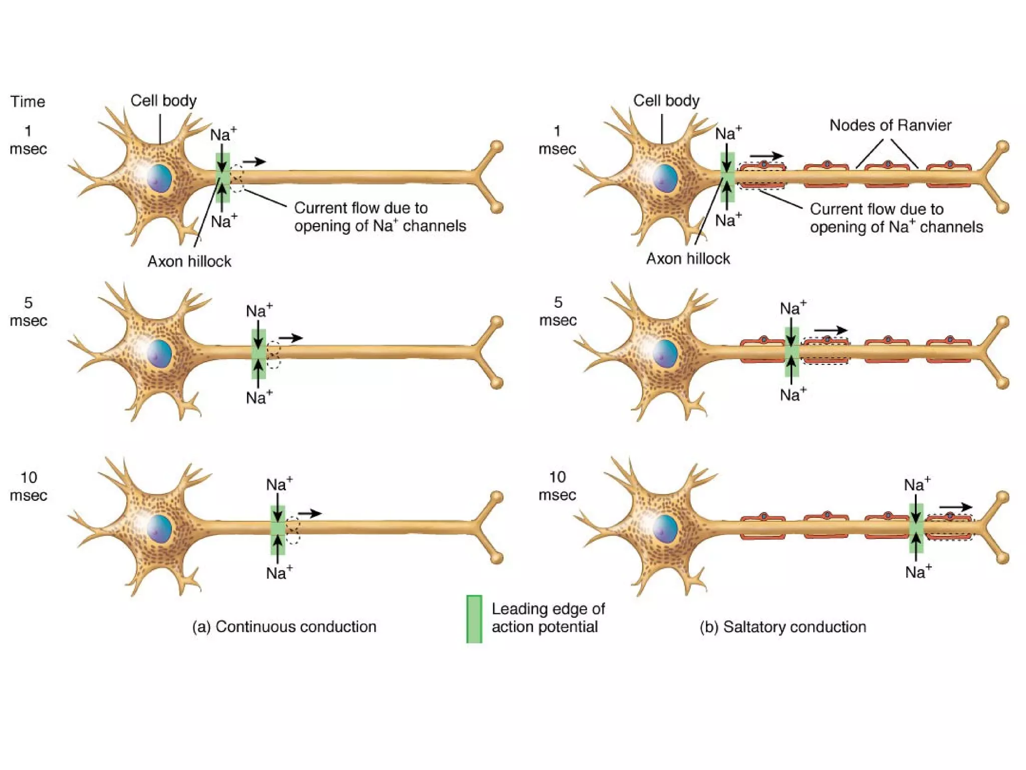 Anatomy Unit 1 Notes: Nerve Impulses & Reflexes | PPT