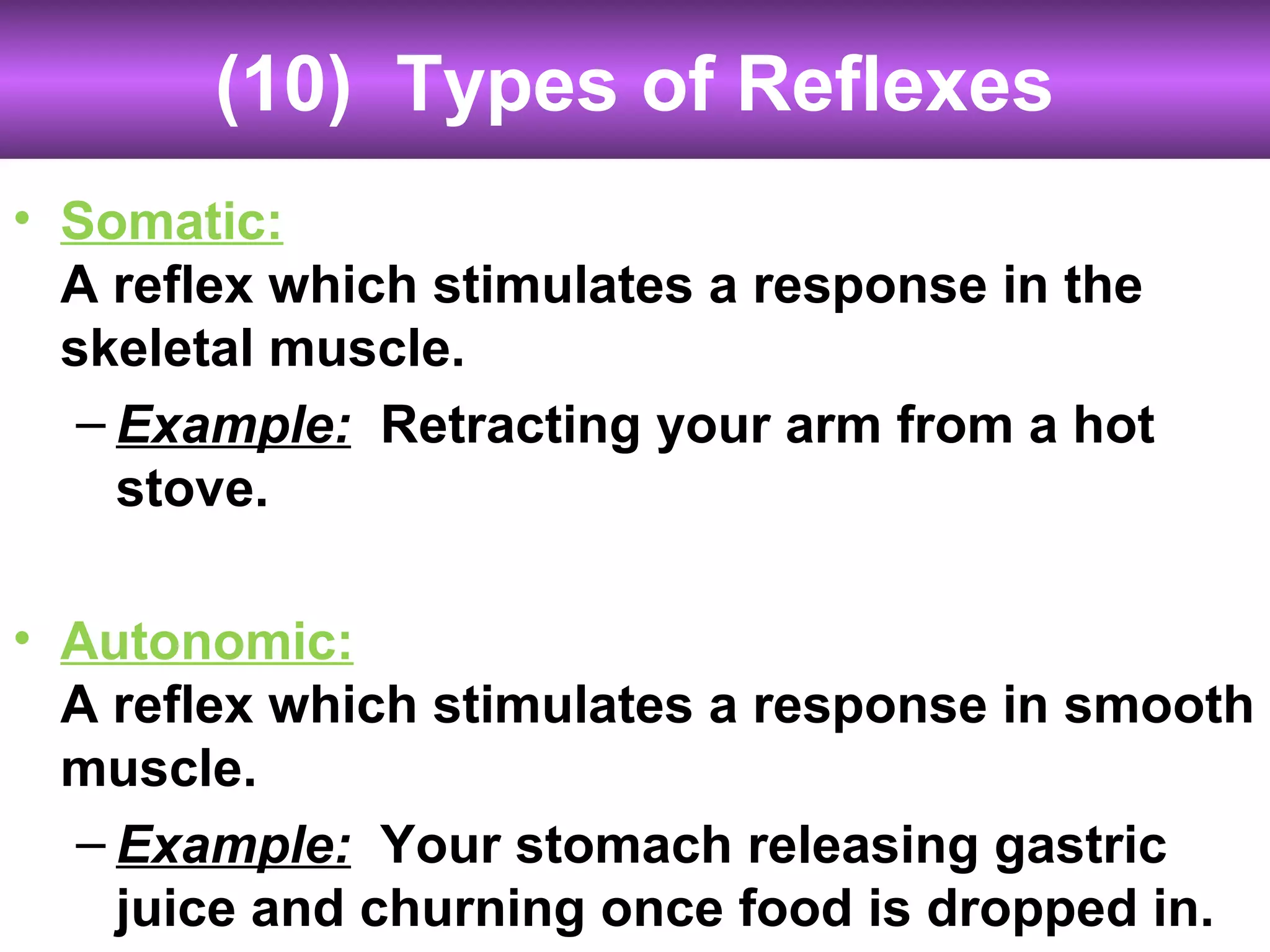 Anatomy Unit 1 Notes: Nerve Impulses & Reflexes | PPT