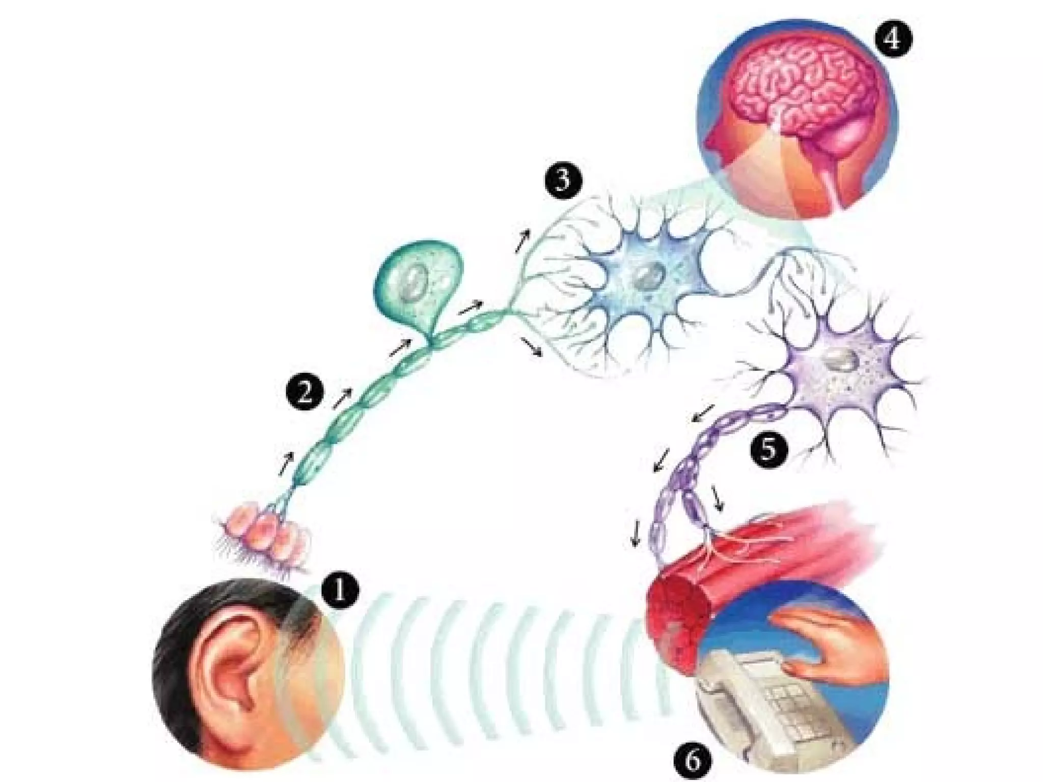Anatomy Unit 1 Notes: Nerve Impulses & Reflexes | PPT