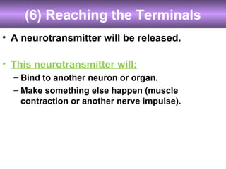 Anatomy Unit 1 Notes: Nerve Impulses & Reflexes | PPT