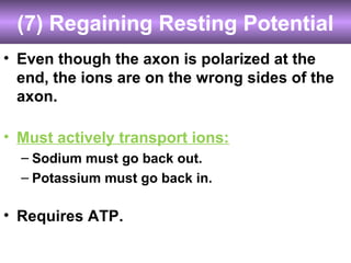 Anatomy Unit 1 Notes: Nerve Impulses & Reflexes | PPT