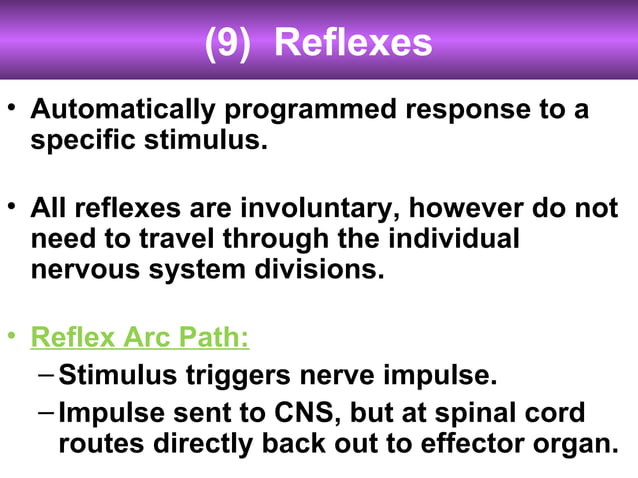 Anatomy Unit 1 Notes: Nerve Impulses & Reflexes | PPT