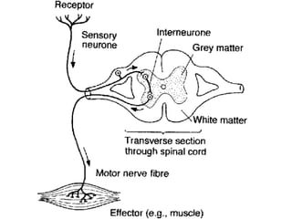 Anatomy Unit 1 Notes: Nerve Impulses & Reflexes | PPT