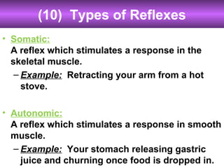Anatomy Unit 1 Notes: Nerve Impulses & Reflexes | PPT | Brain and ...