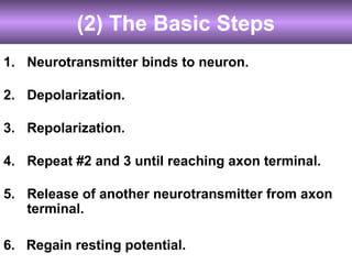 Anatomy Unit 1 Notes: Nerve Impulses & Reflexes | PPT