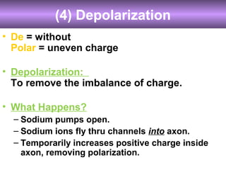 Anatomy Unit 1 Notes: Nerve Impulses & Reflexes | PPT
