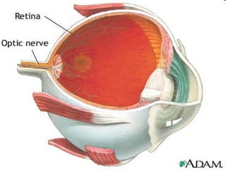 Anatomy Unit 1 Notes: Vision | PPT