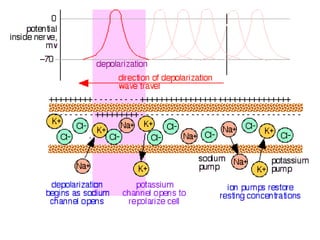 Anatomy unit 1 introduction notes | PPTX
