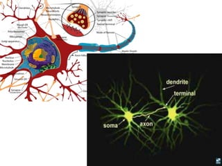 Anatomy unit 1 introduction notes | PPTX