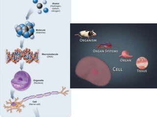 Anatomy: Unit 1 Introduction--Organ System and Organization | PPT