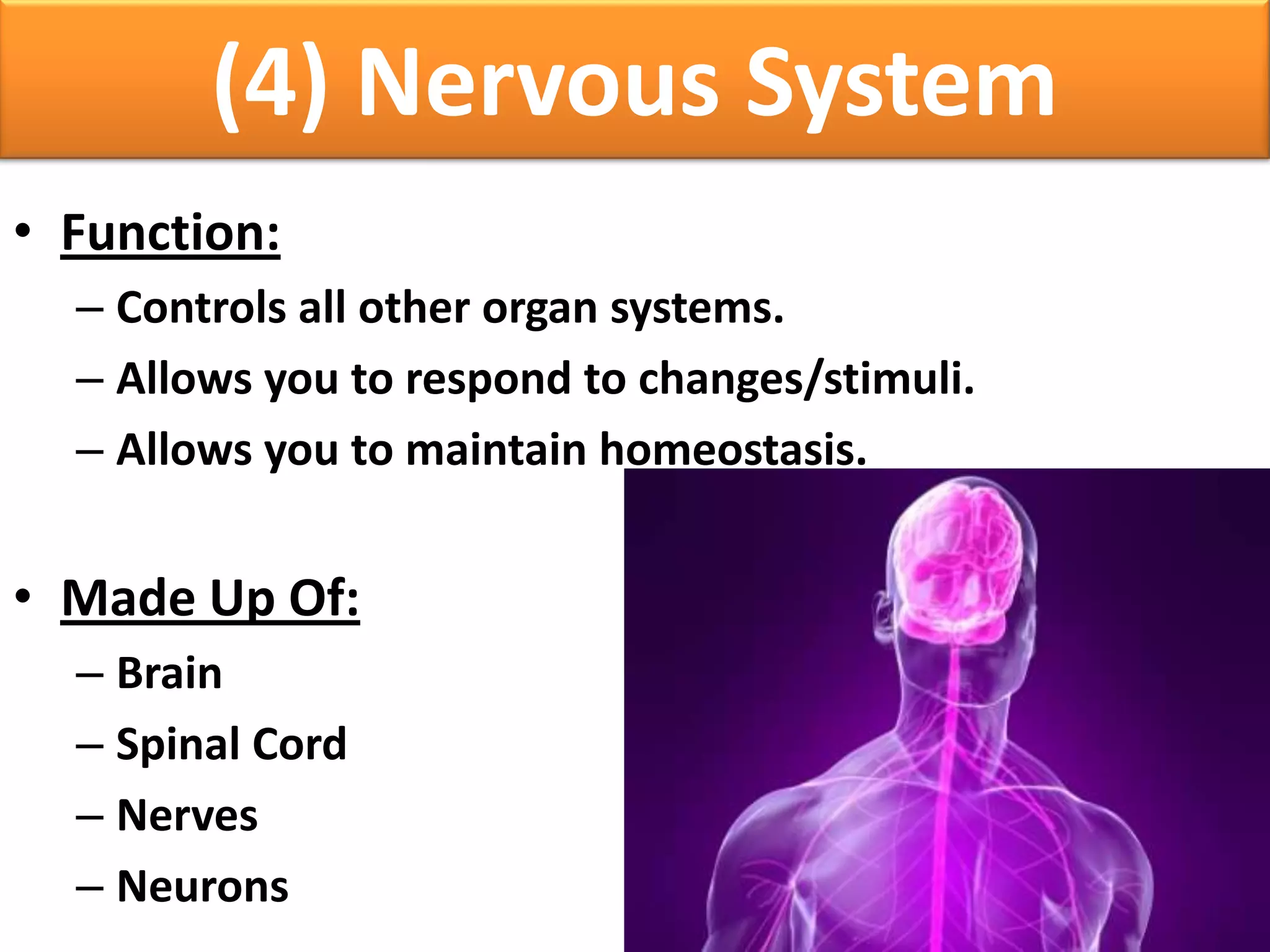 Anatomy unit 1 introduction organ system and organization notes | PPTX