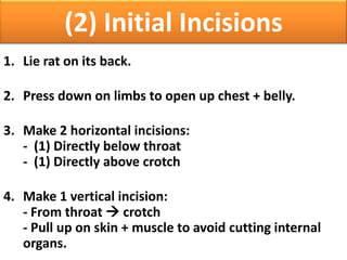 Anatomy unit 1 introduction rat dissection notes | PPTX