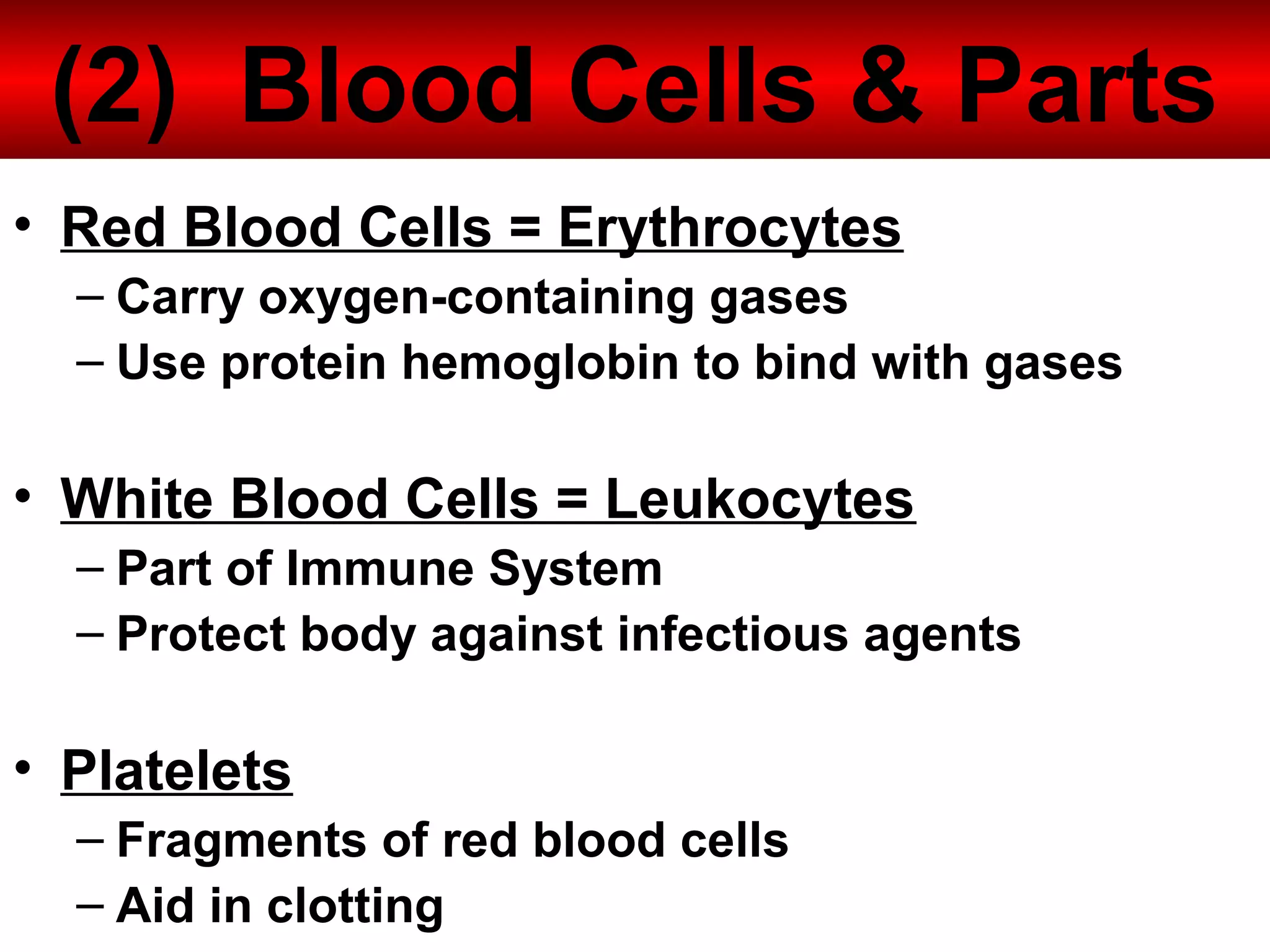 Anatomy Unit 2 Notes: Blood Composition | PPT