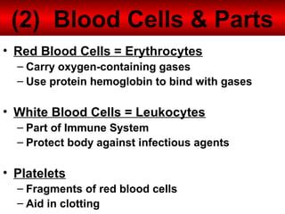 Anatomy Unit 2 Notes: Blood Composition | PPT