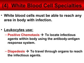 Anatomy Unit 2 Notes: Blood Composition | PPT